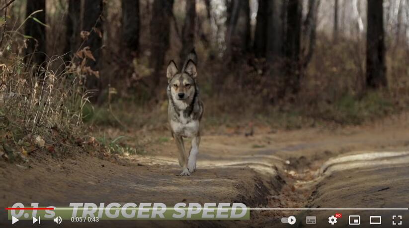 BlazeVideo Fototrappole Professionali -Guarda Ambiente:Natura e Caccia